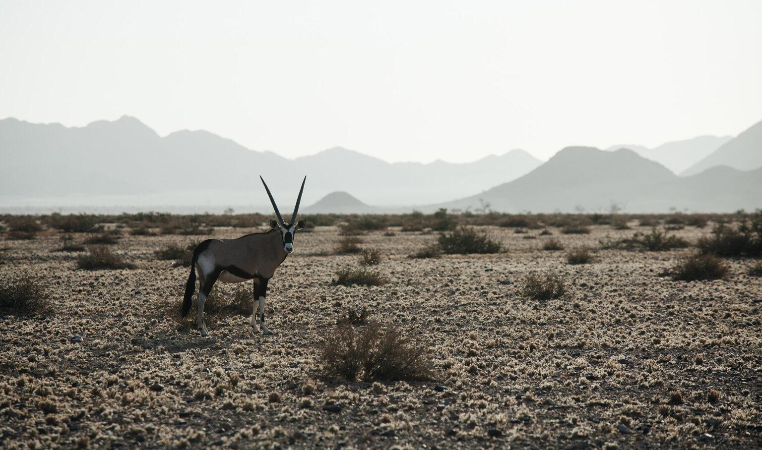 Meet Namibia's National Animal - The Oryx - Namibia Experience
