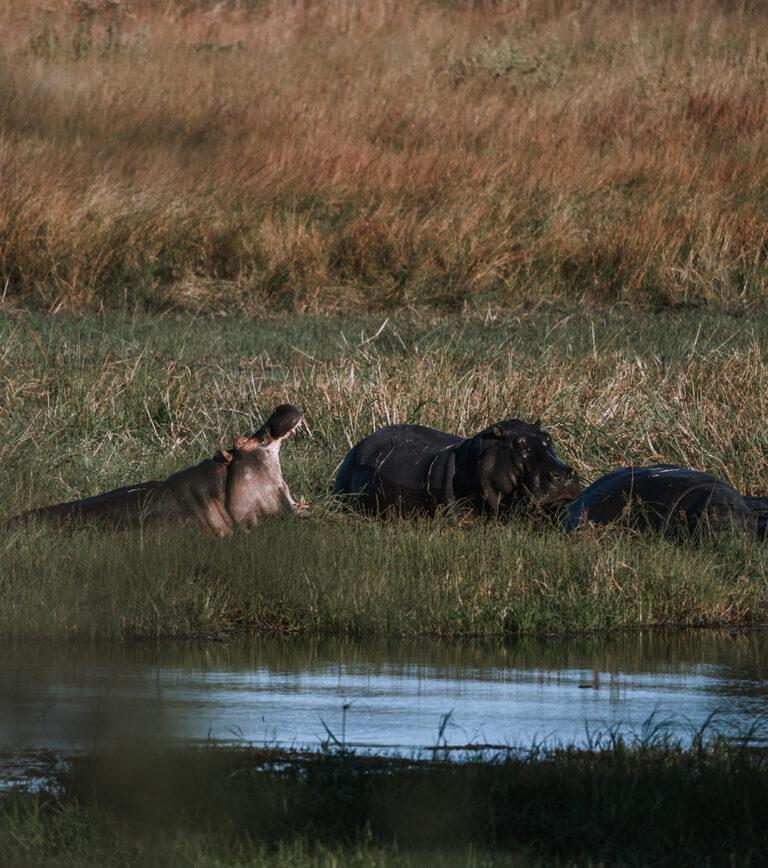 Caprivi Zipfel / Streifen Namibia | Reiseführer & Reiseangebote