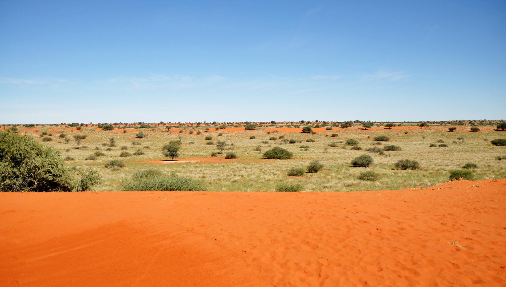 The Kalahari Desert in Namibia: Safaris & Travel Guide
