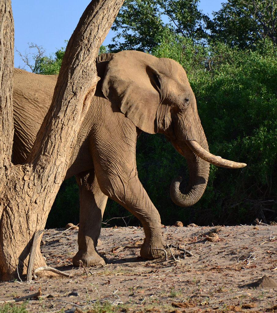 Kaokoland in Namibia: Tours & Travel Guide
