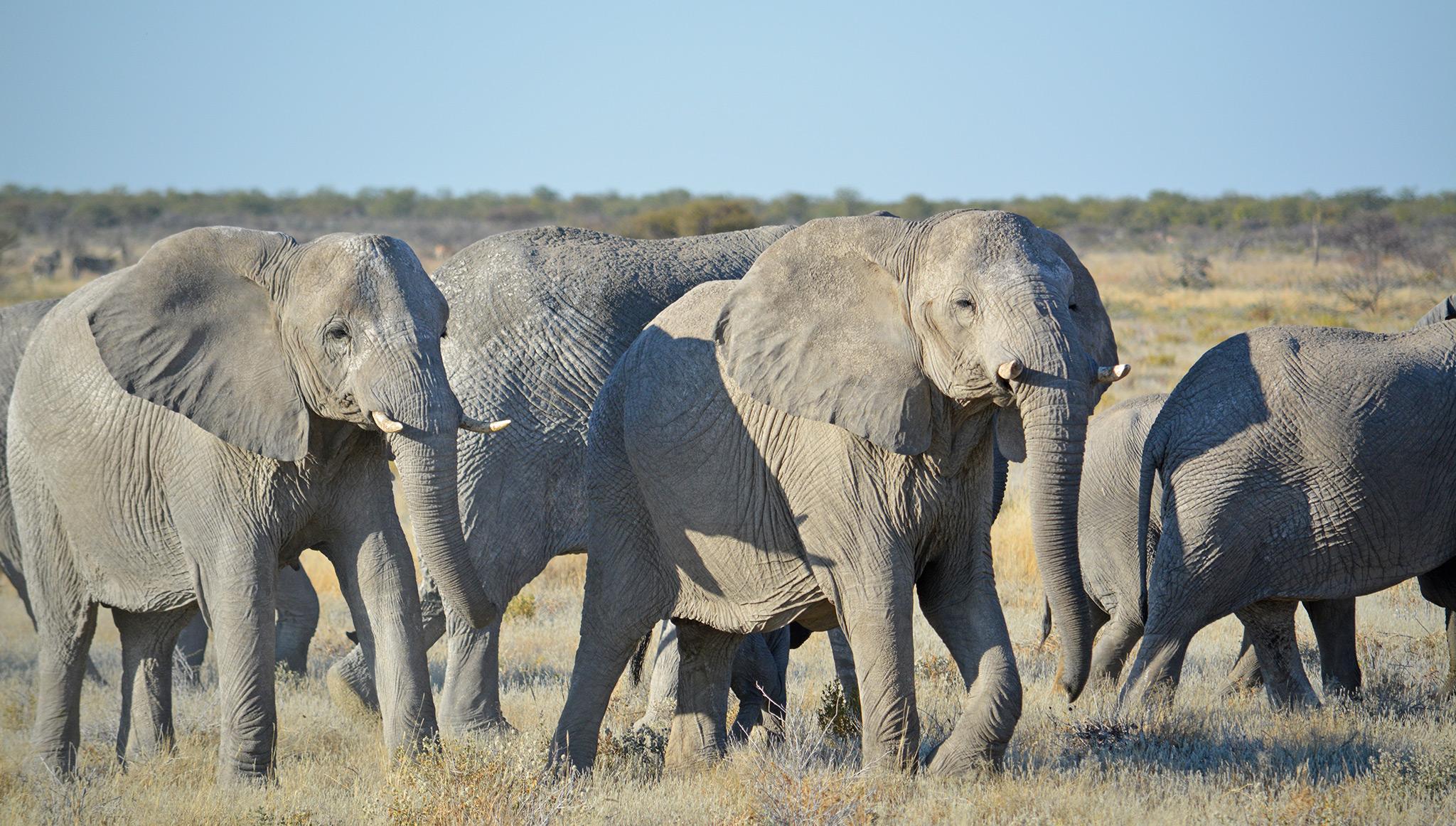 Etosha National Park Tours & Travel Guide | Namibia-Experience
