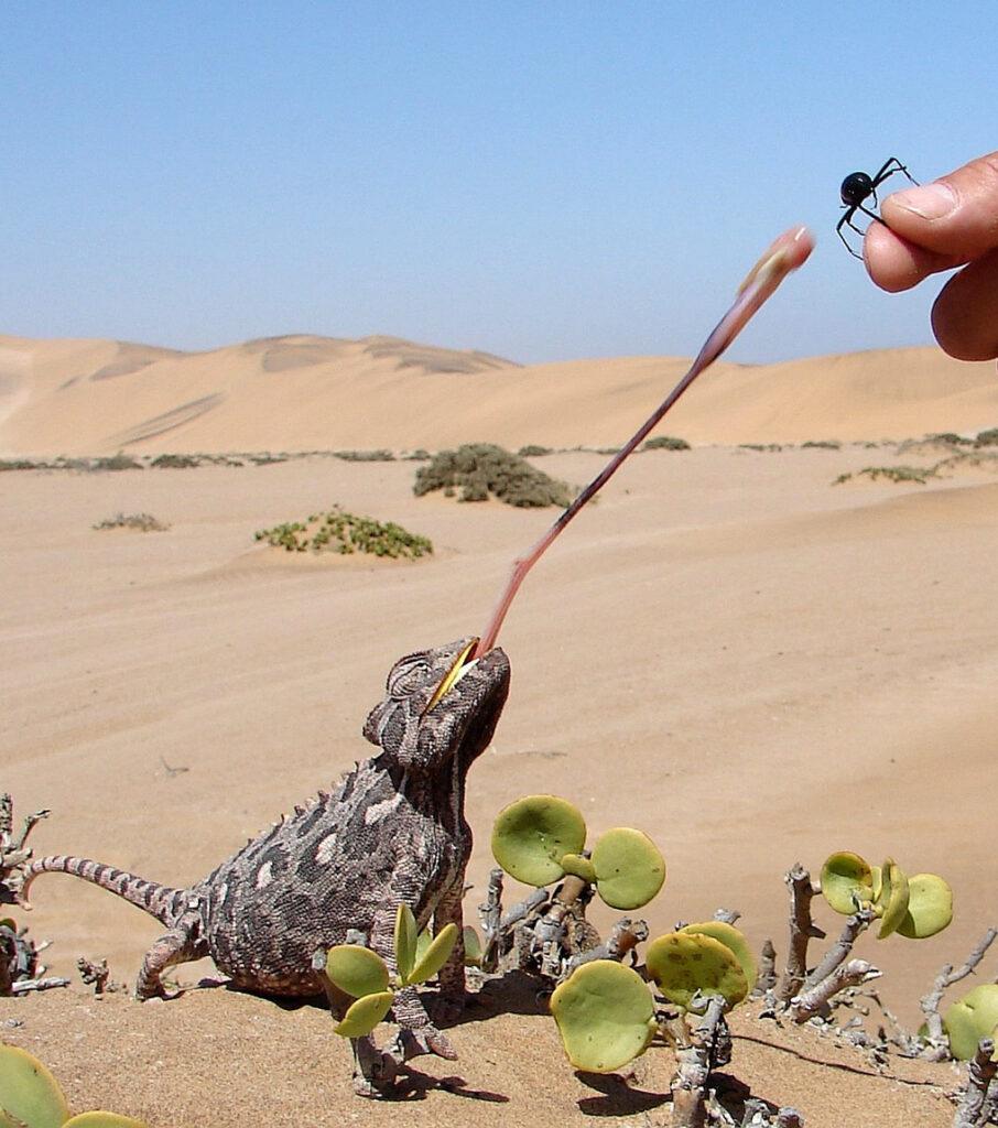 Swakopmund in Namibia: Travel Guide & Tours