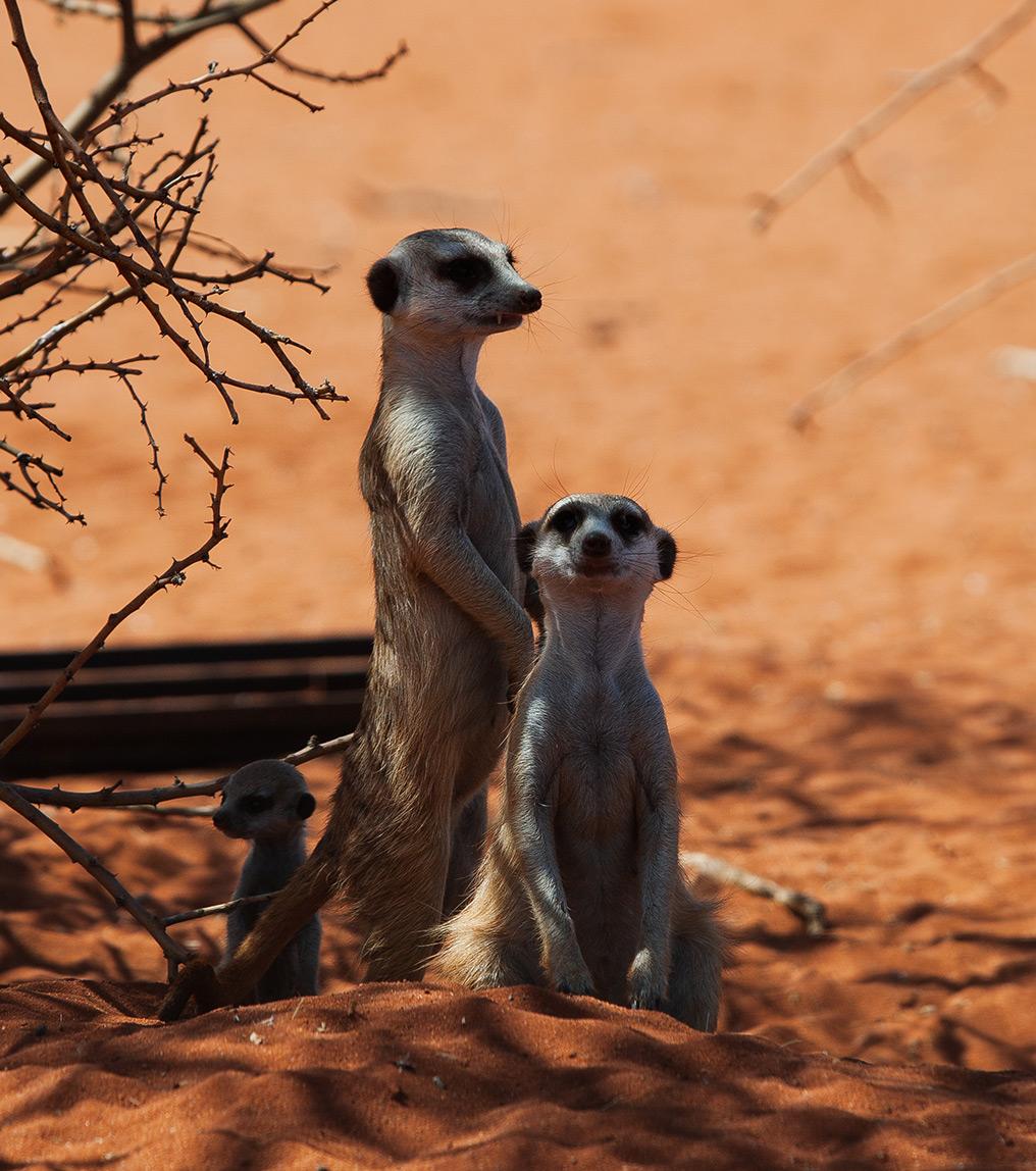 The Kalahari Desert in Namibia: Safaris & Travel Guide