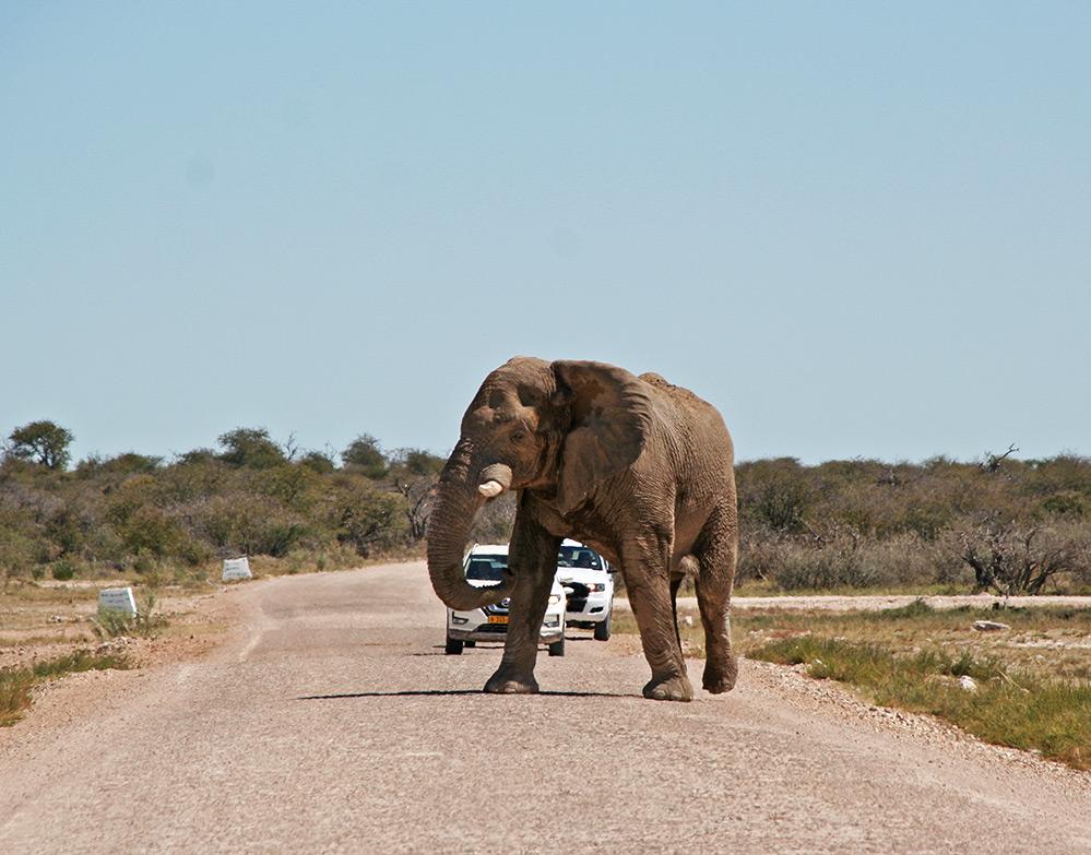 Namibia Family Safaris and Holidays | Namibia-Experience