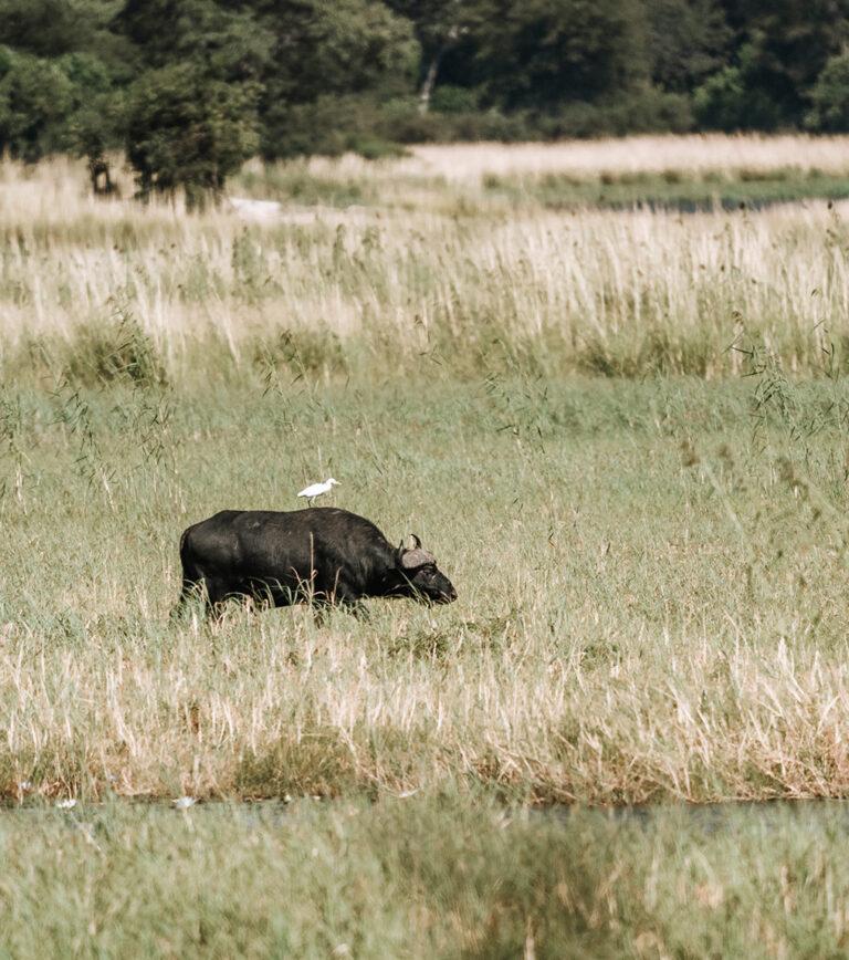 Caprivi Zipfel / Streifen Namibia | Reiseführer & Reiseangebote