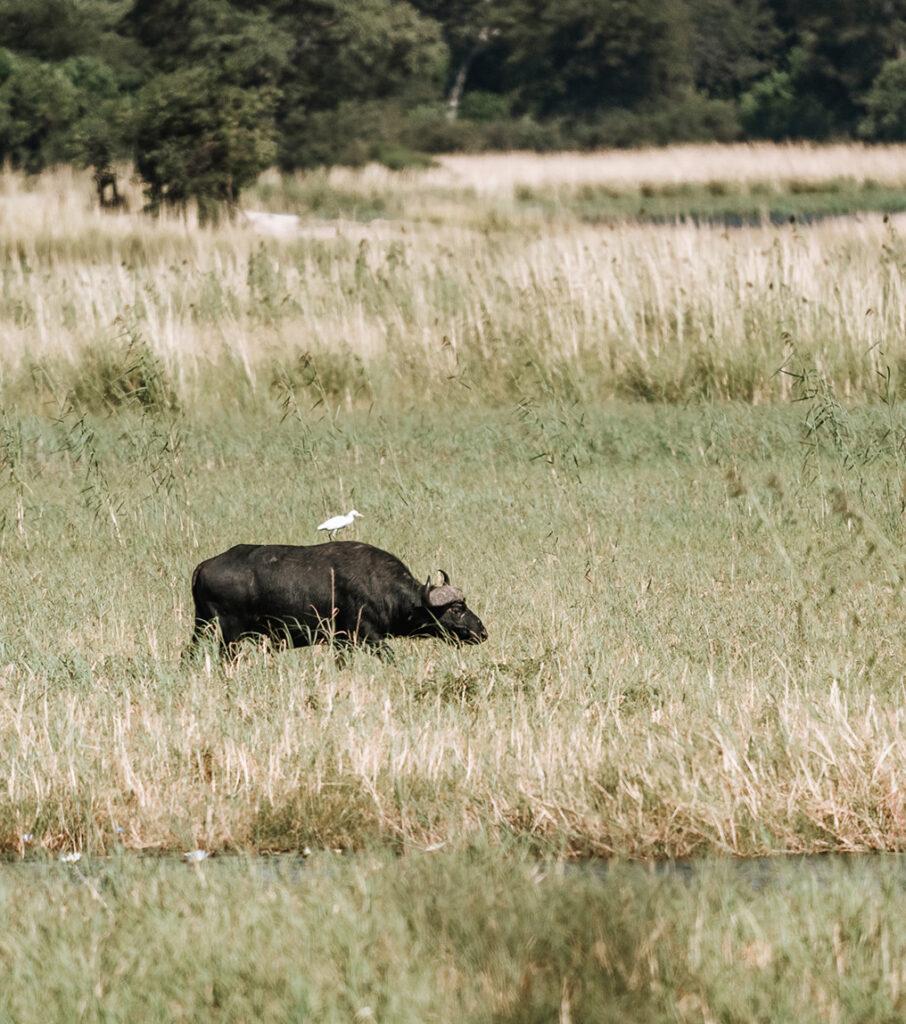 Caprivi Strip in Namibia: Safari Tours & Travel Guide