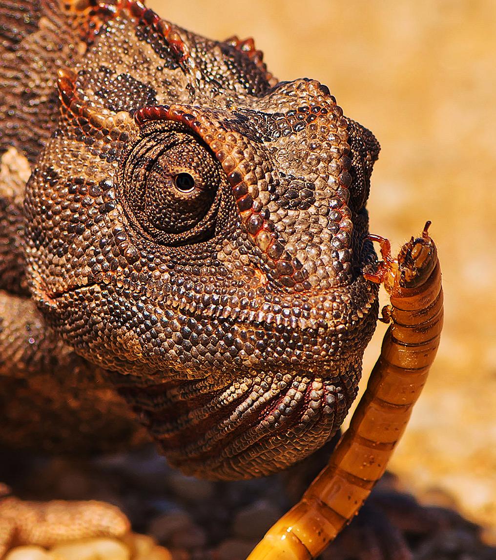 Kaokoland in Namibia: Tours & Travel Guide