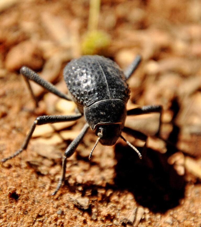 Sossusvlei in Namibia: Travel Guide & Tours