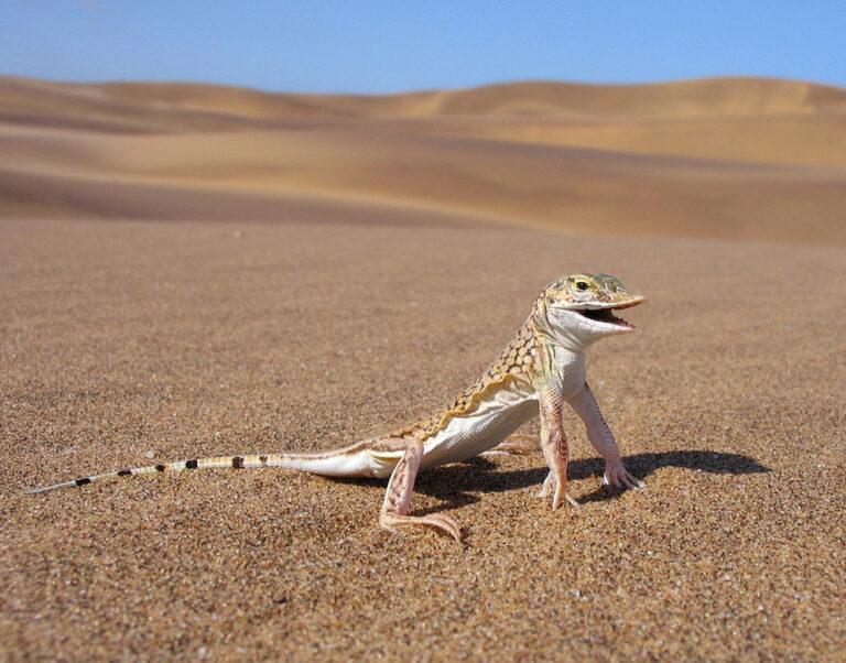Namibia Desert Tours | Explore the Dunes of the Namib