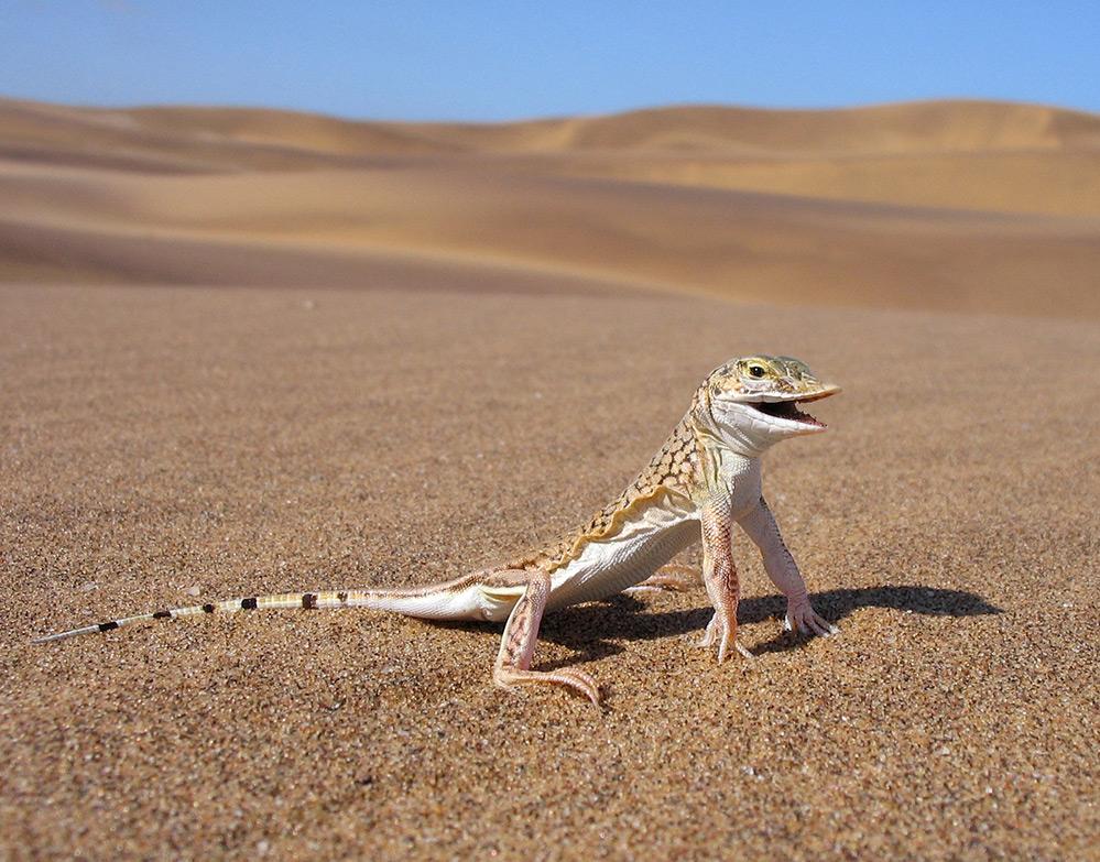 Wüstentouren in Namibia | Namibia-Experience