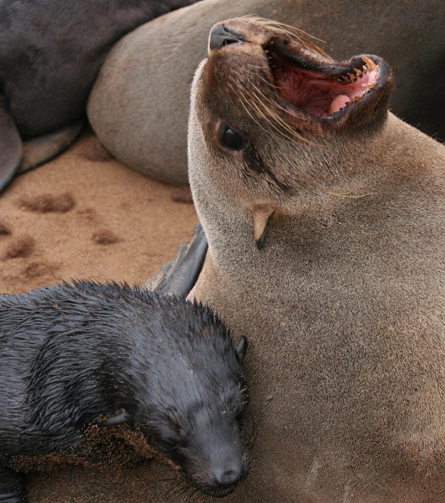 Luderitz in Namibia: Travel Guide & Tours