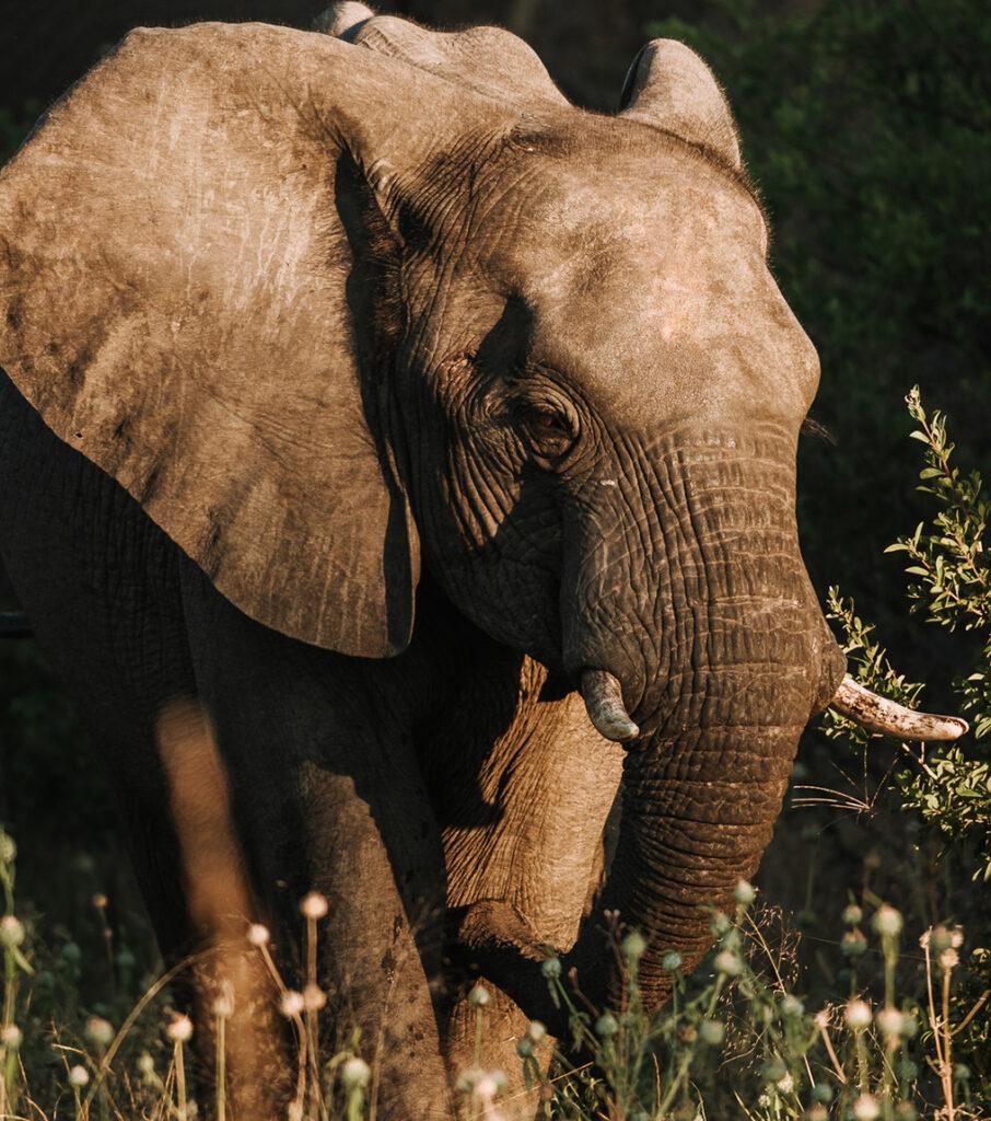 Caprivi Strip in Namibia: Safari Tours & Travel Guide