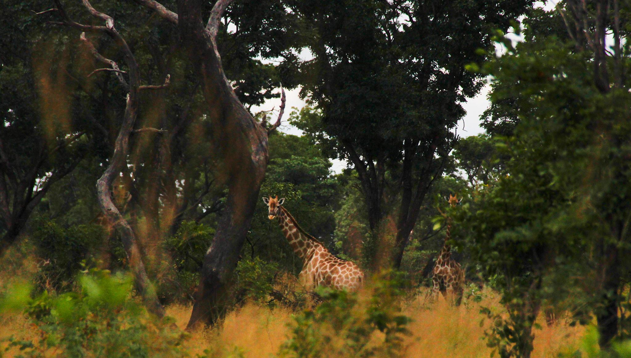 Caprivi Strip in Namibia: Safari Tours & Travel Guide