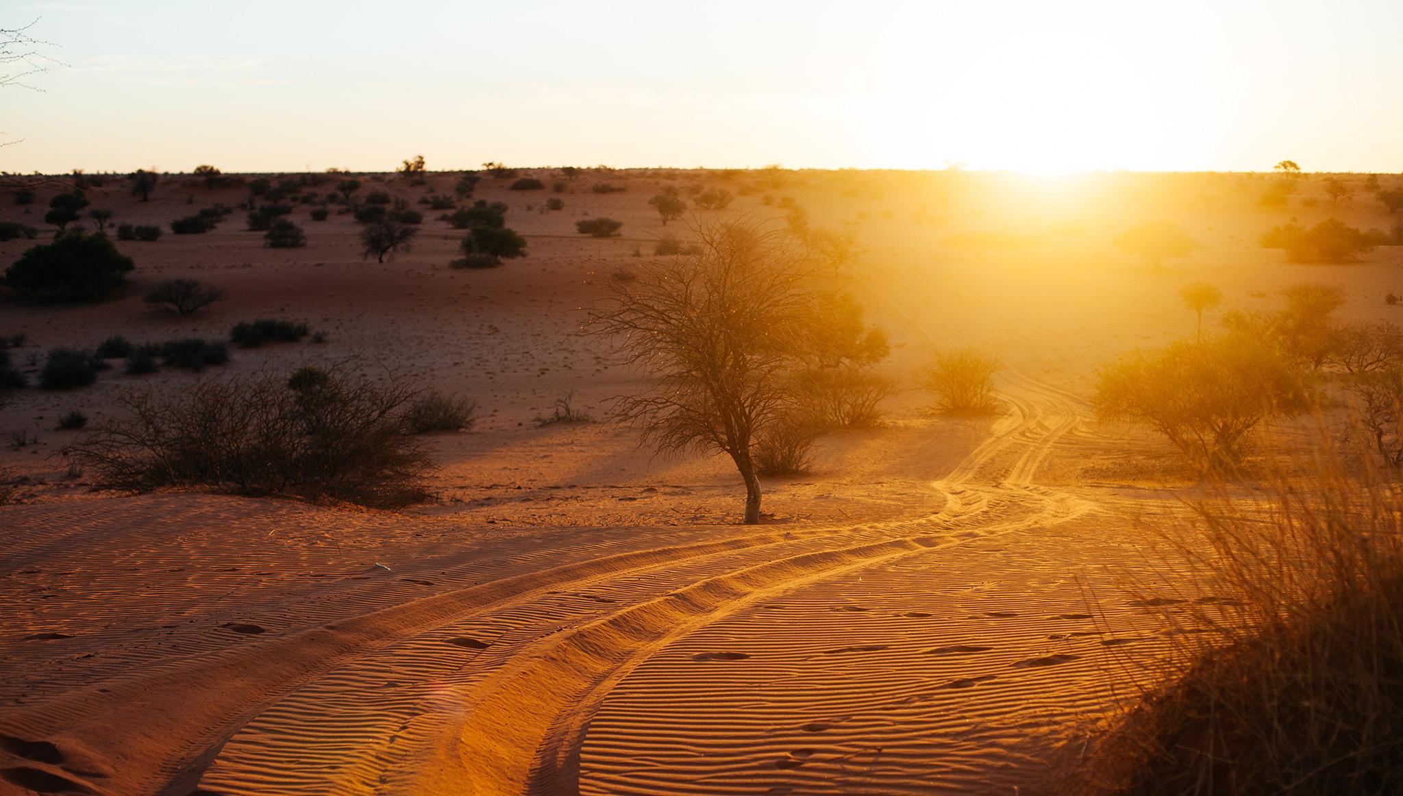 The Kalahari Desert in Namibia: Safaris & Travel Guide