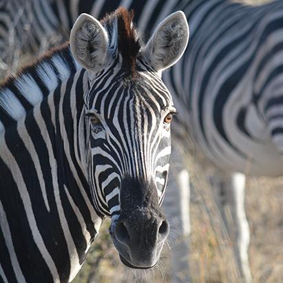 Is Namibia Safe? All You Need to Know | Namibia-Experience