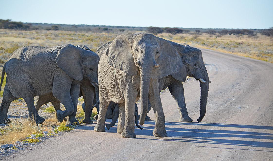 A Guide to Namibia’s Parks & Reserves: Wildlife, Scenery & Adventure ...