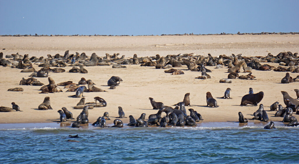 Walvis Bay In Namibia Is It Worth A Visit Walvis Bay In Namibia Is It Worth A Visit