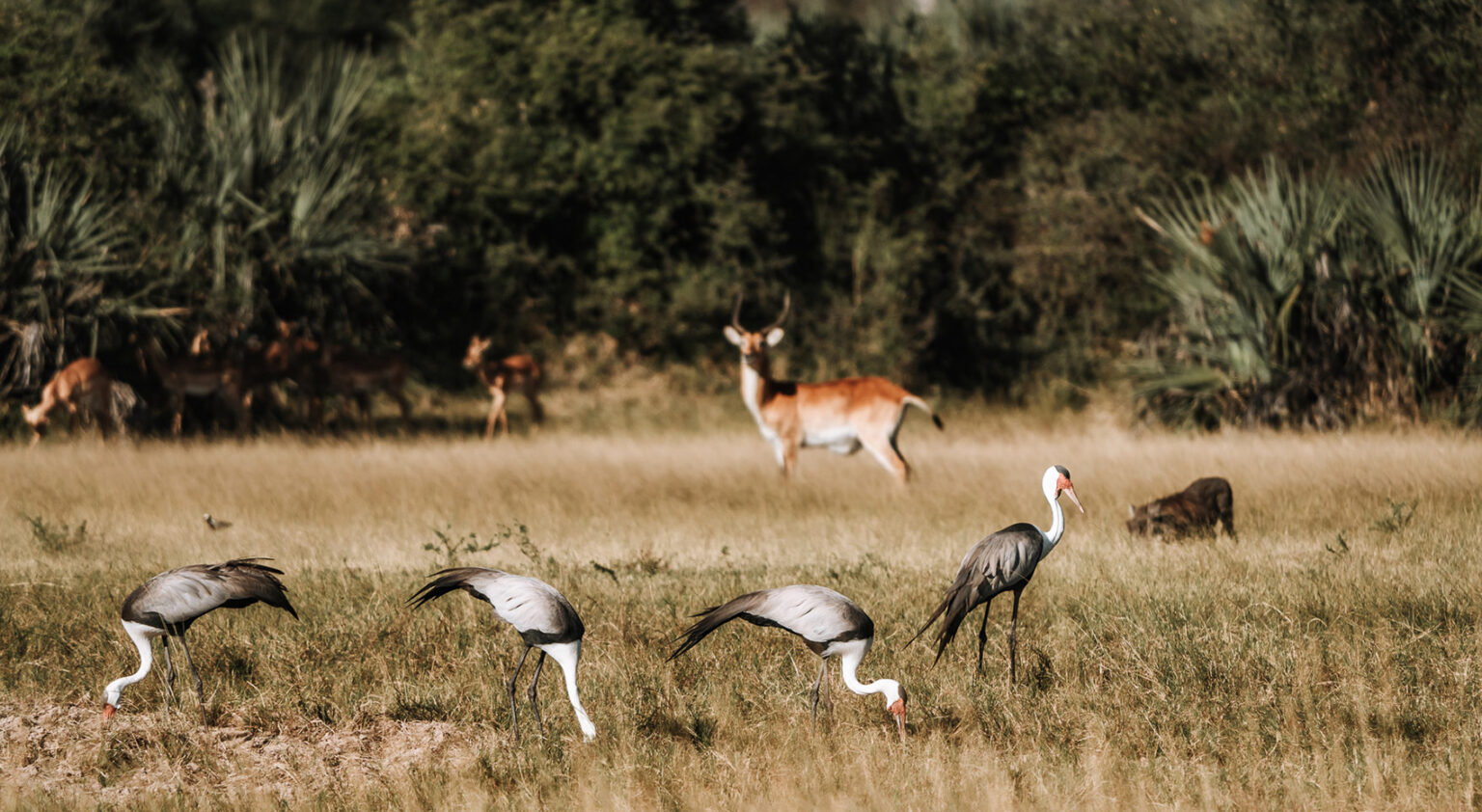 Bwabwata National Park - Namibia Experience