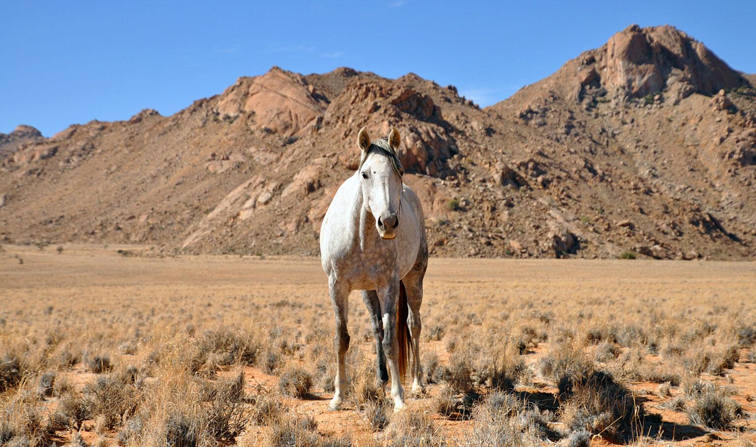 Where can you see wild horses in Namibia? - Namibia Experience