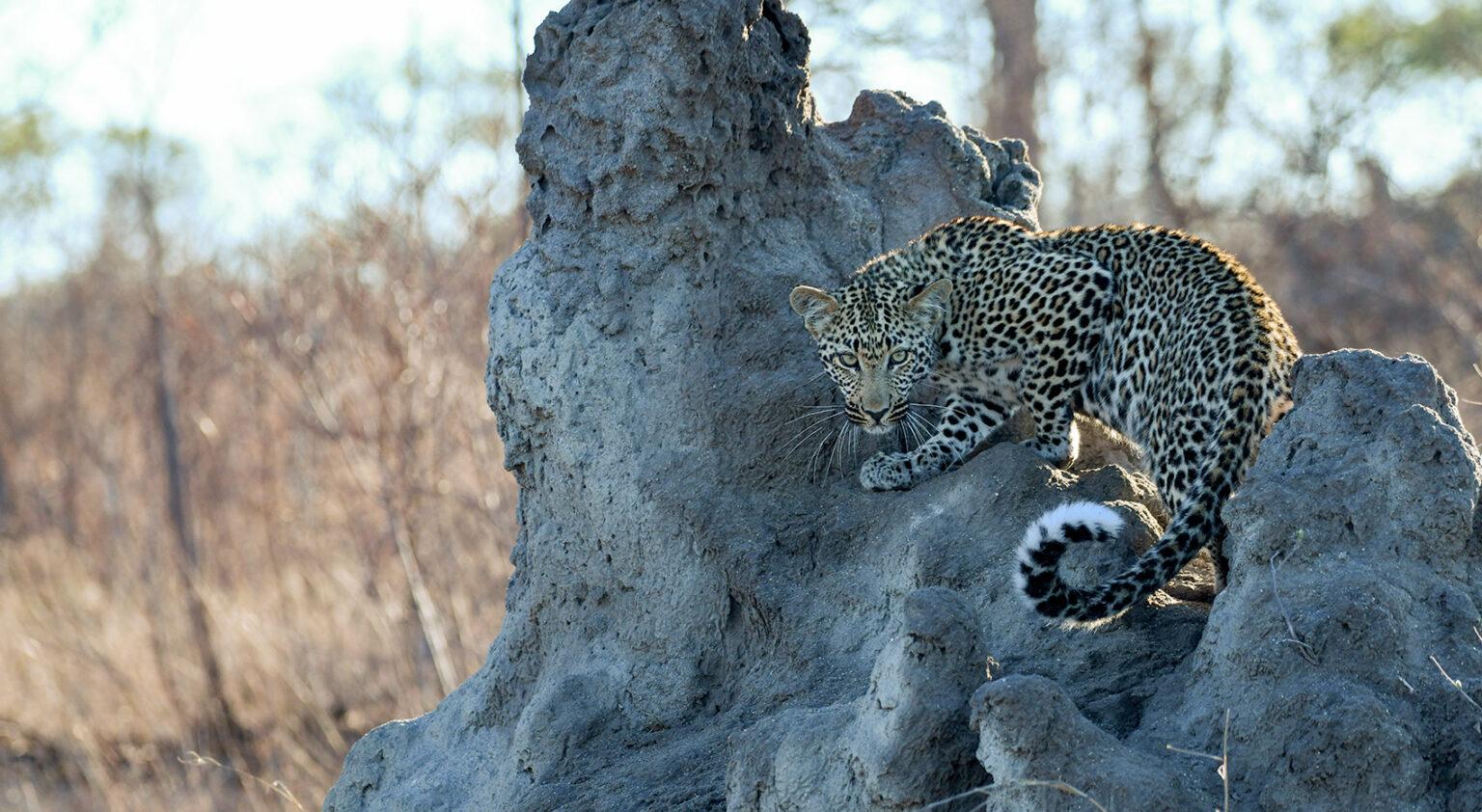 Where can you see the Big Five in Namibia?