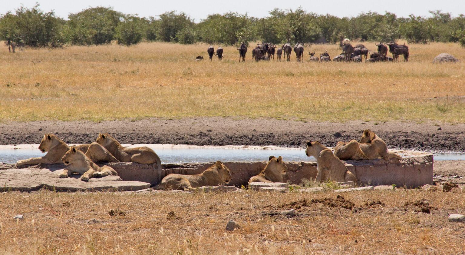 Where can you see the Big Five in Namibia?