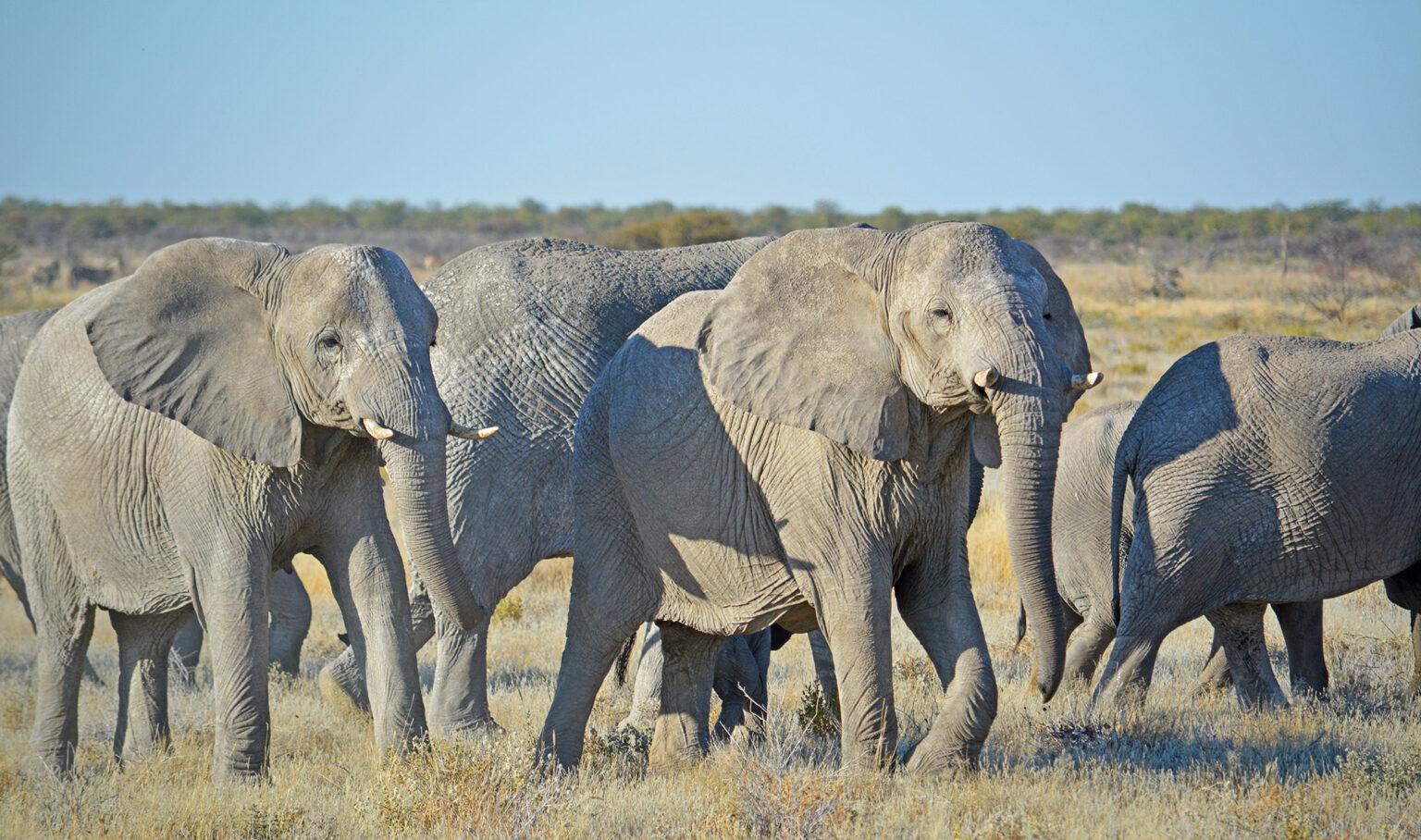 The best places to see wildlife in Namibia – Our Favourite 5