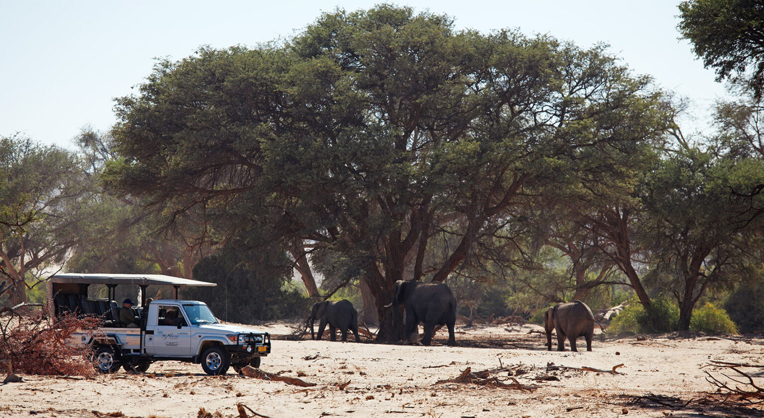 Where can you see desert elephants in Namibia?