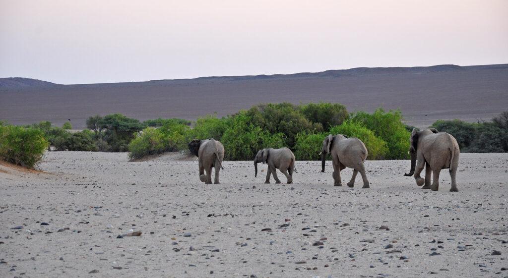 Where can you see desert elephants in Namibia?