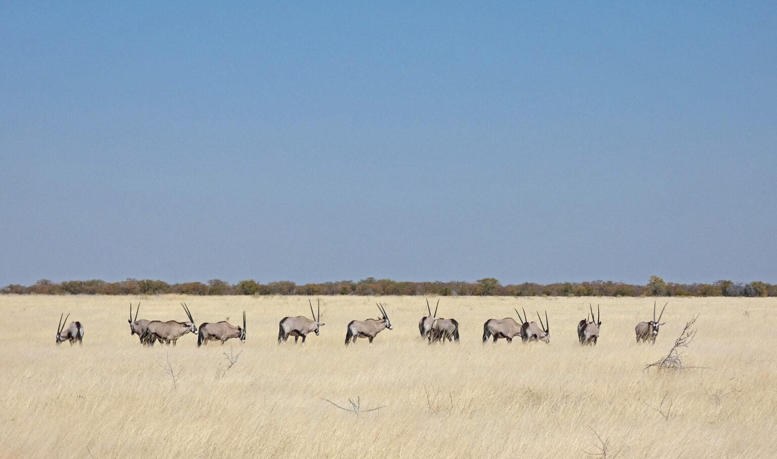 Namibia in December: Weather, Prices, Activities & more