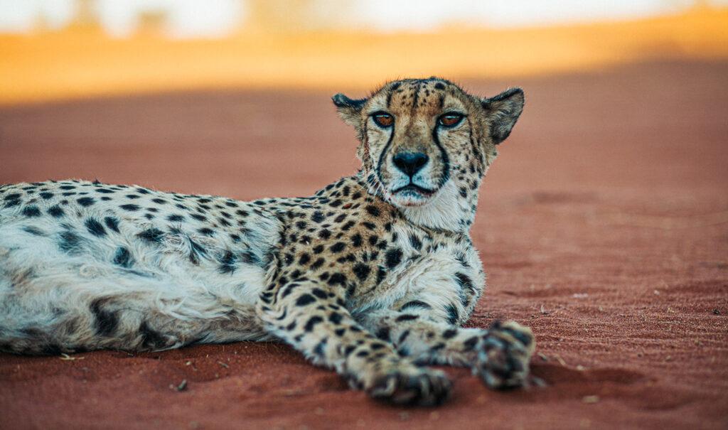 Namibia in August – prices, weather, activities & more