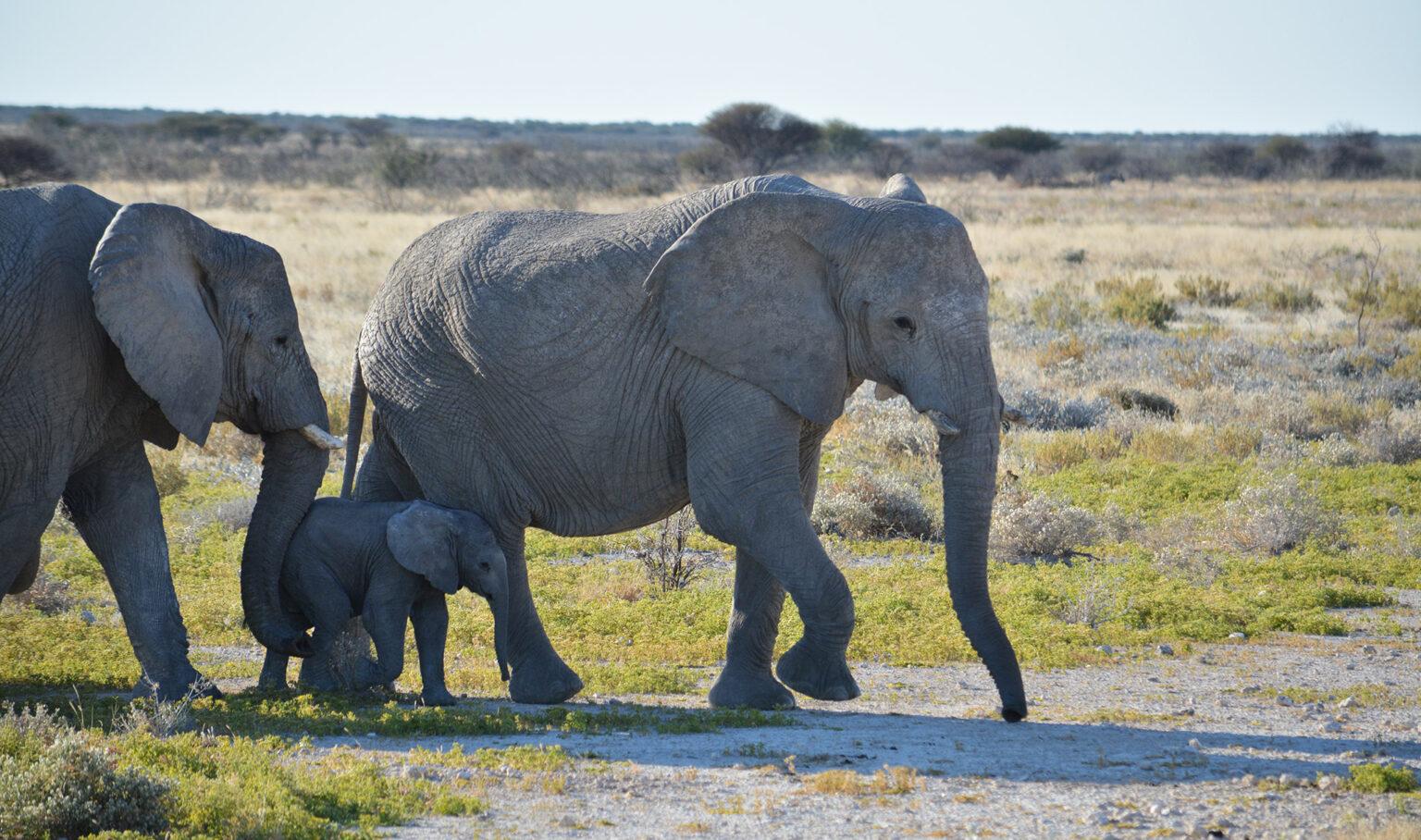 Wildlife Guide: Welche Tiere kannst du im Etosha Nationalpark sehen?