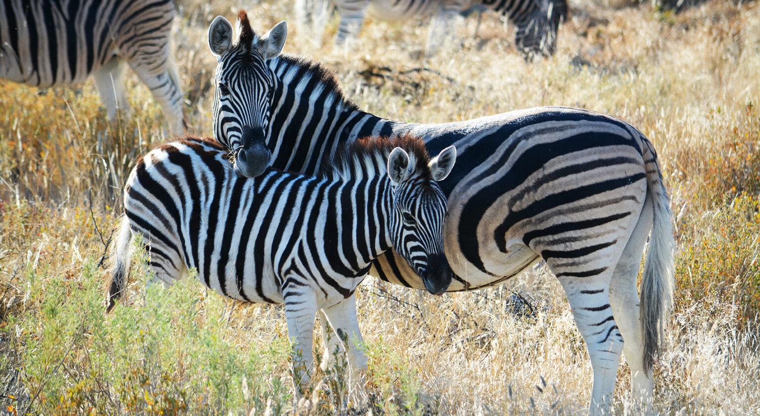 Namibia in August – prices, weather, activities & more