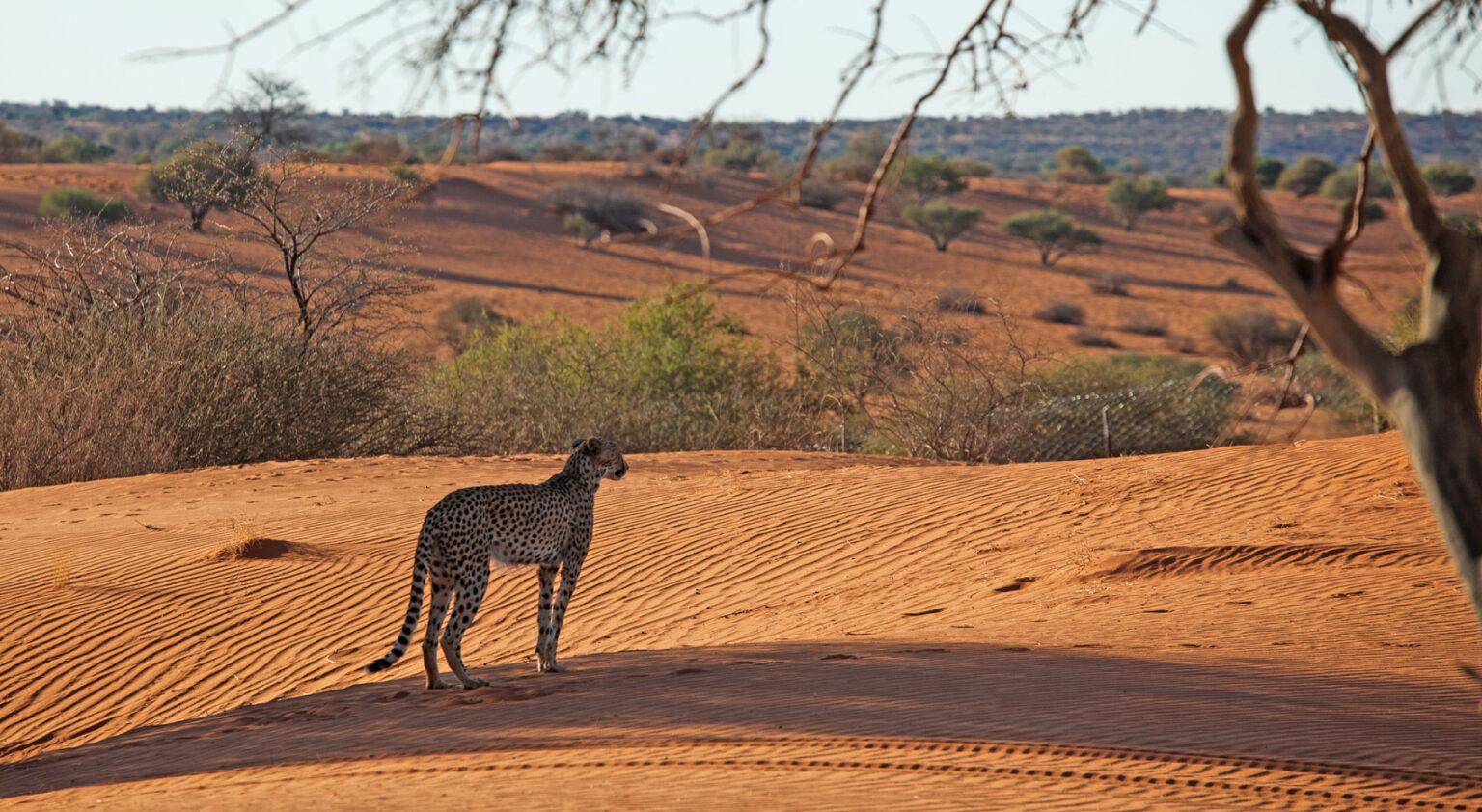 Where to See Cheetahs in Namibia – Wild Spots & Reserves