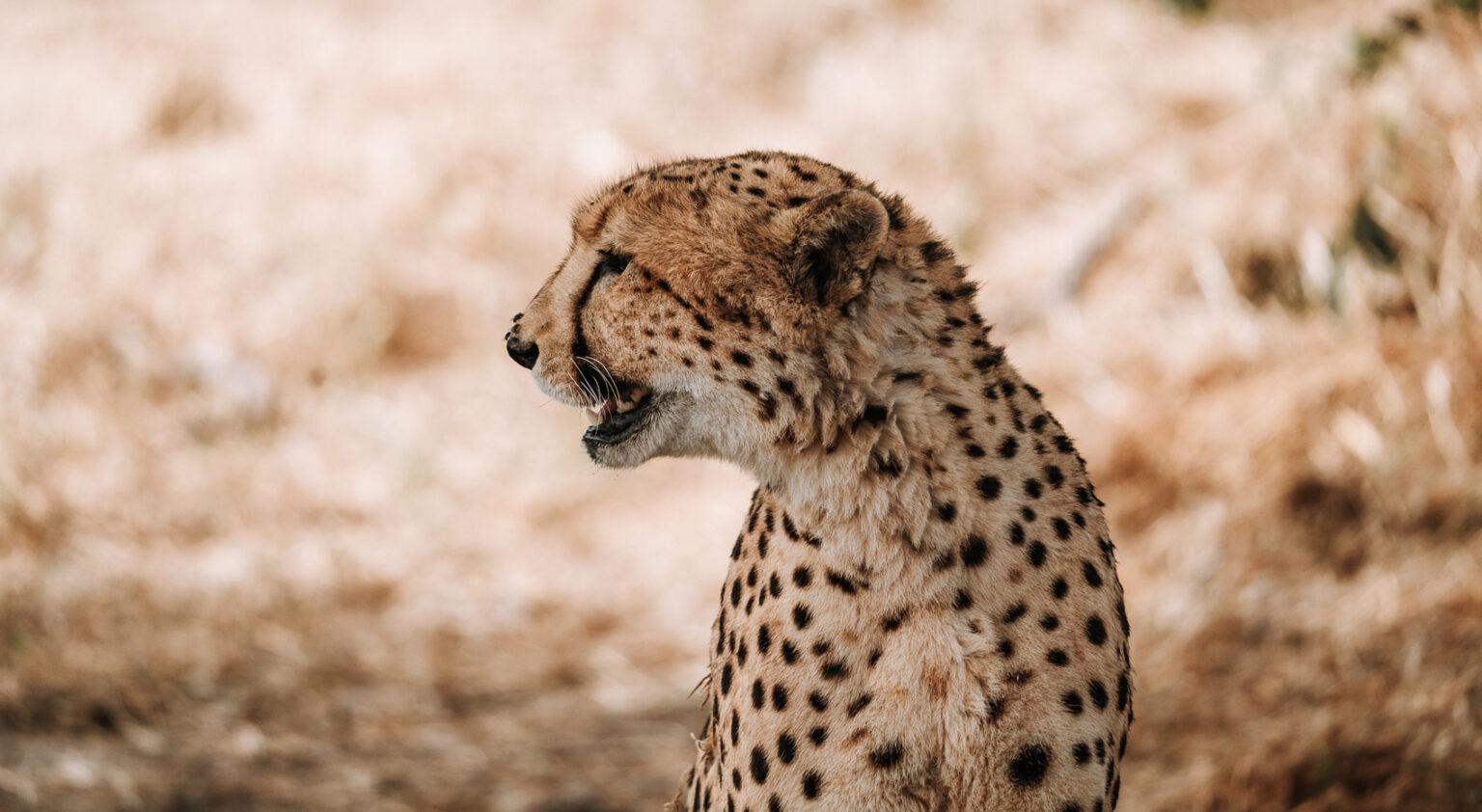 Where to See Cheetahs in Namibia – Wild Spots & Reserves