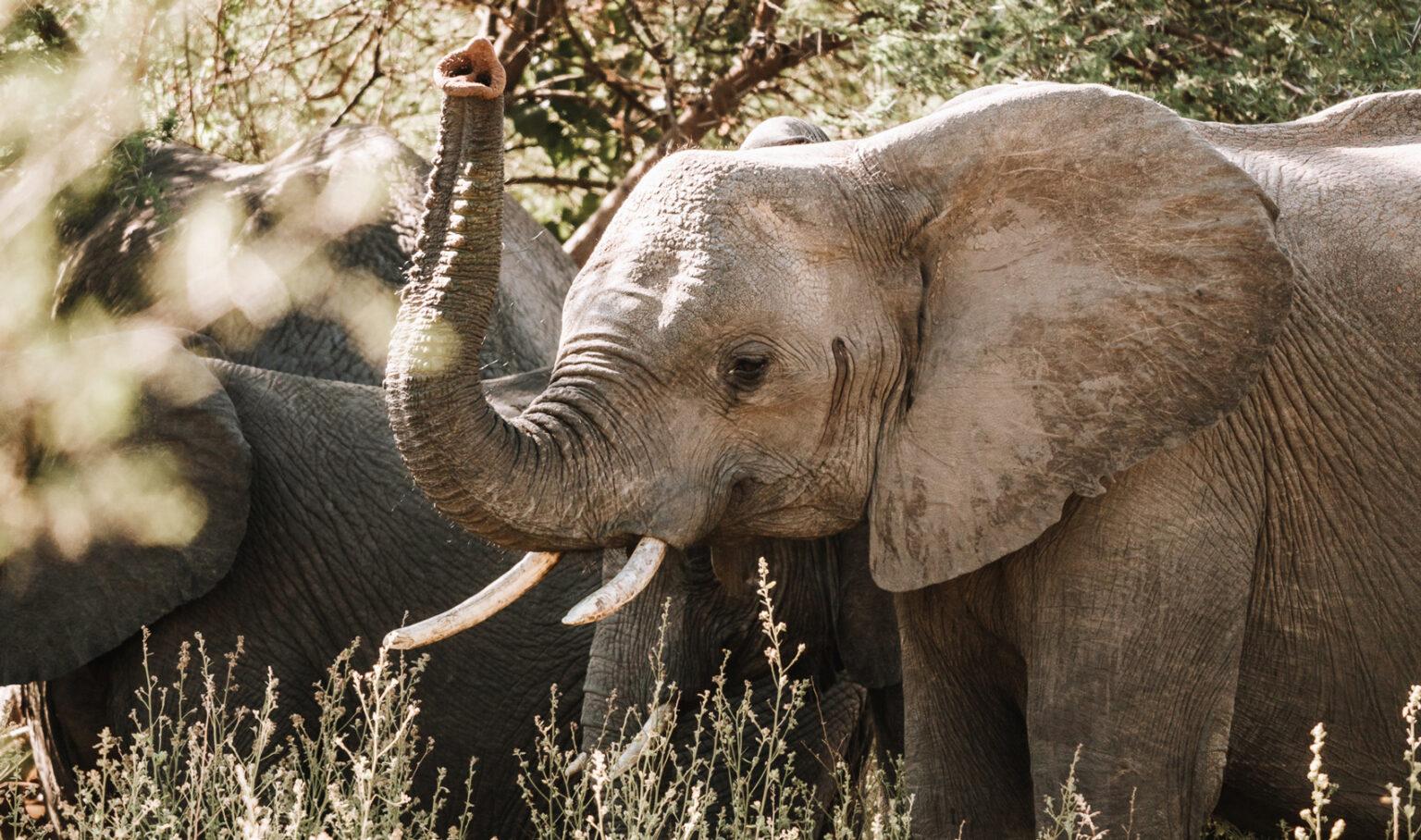 A Guide to Namibia’s Parks & Reserves: Wildlife, Scenery & Adventure - Namibia Experience