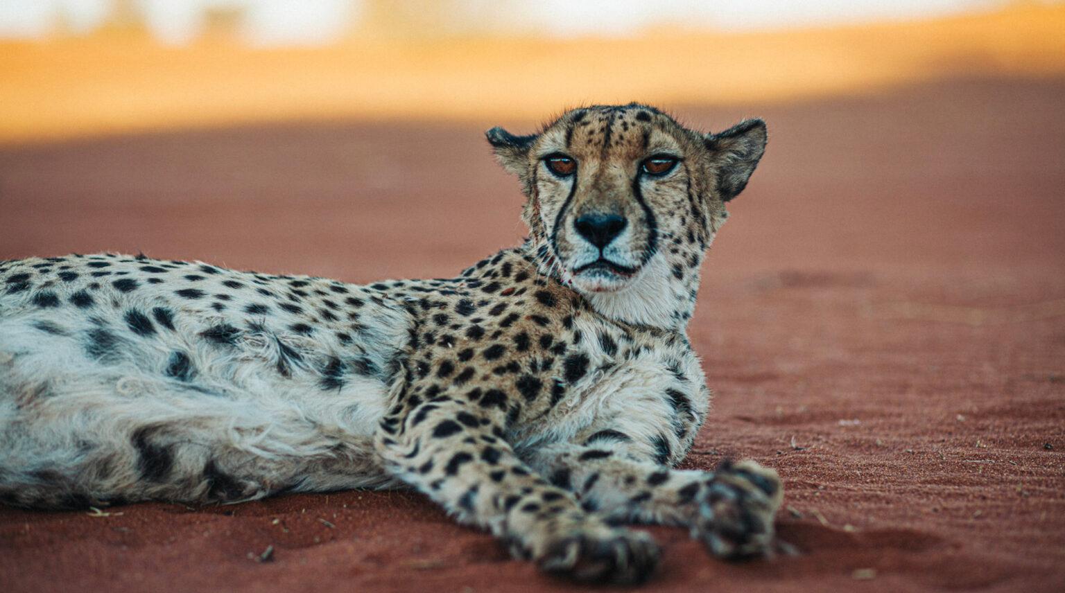 Wildlife and Birds – Namibia safari animals